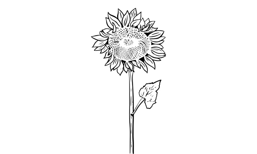 Kumpulan Gambar Bunga Matahari Sketsa Terbagus dan Terlengkap - Blog ...